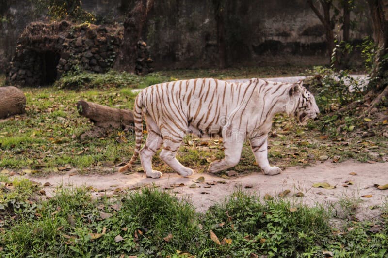 Dizzy Tiger Stock Photos - Free & Royalty-Free Stock Photos from Dreamstime