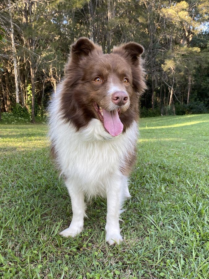 Border Collie stock image. Image of fluffy, border, choc - 260876641