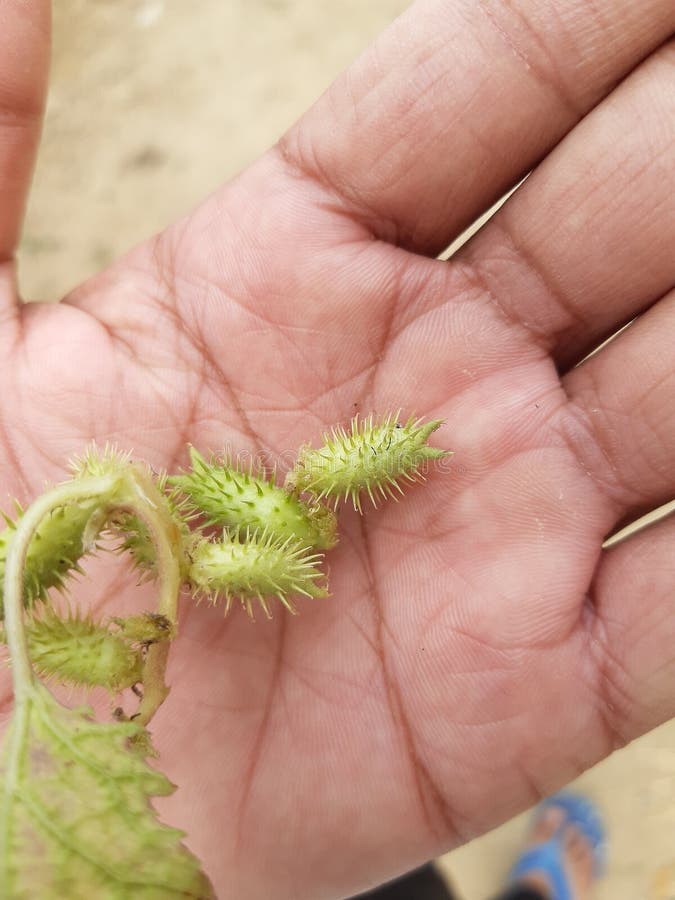 Rough Cocklebur Spiny Seeds, Xanthium Strumarium Stock Image - Image of ...