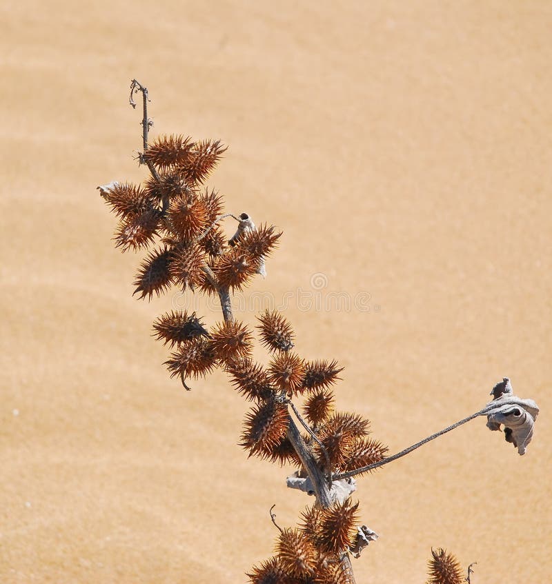 Rough Cocklebur Spiny Seeds, Xanthium Strumarium Stock Image - Image of ...