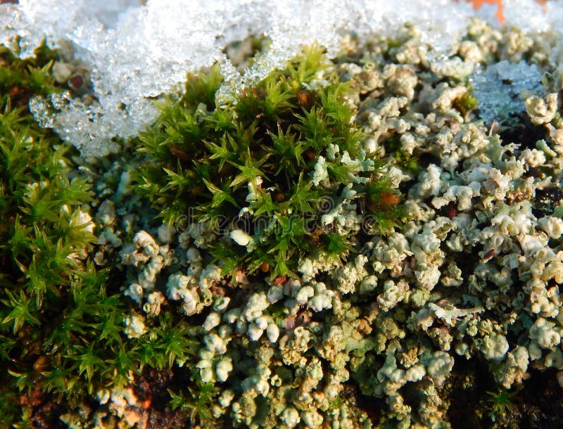 Xanthoria parietina 3 库存图片. 图片 包括有 植被, 尼康, 配电器, 名字, 艺术性 - 109893821