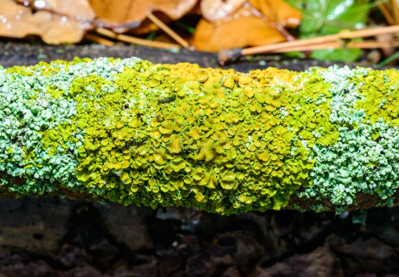 Xanthoria Parietina and a Consortium of Different Types of Lichens on a ... Xanthoria Parietina and a Consortium of Different Types of Lichens on a ...