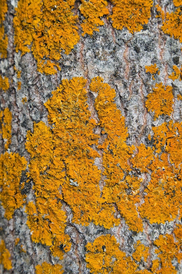 Xanthoria Parietina Lichen on Aspen Tree Bark Stock Photo - Image of ...
