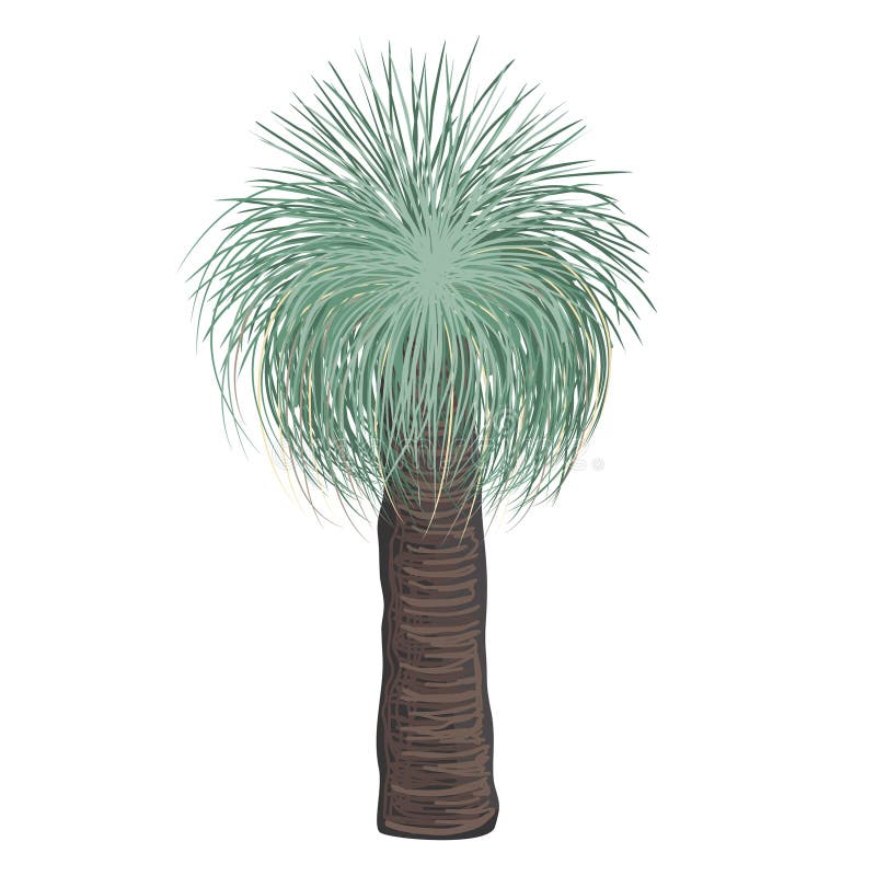 Xanthorrhoea Tree Vector Isolated Illustration. the Grass Tree, Native ...