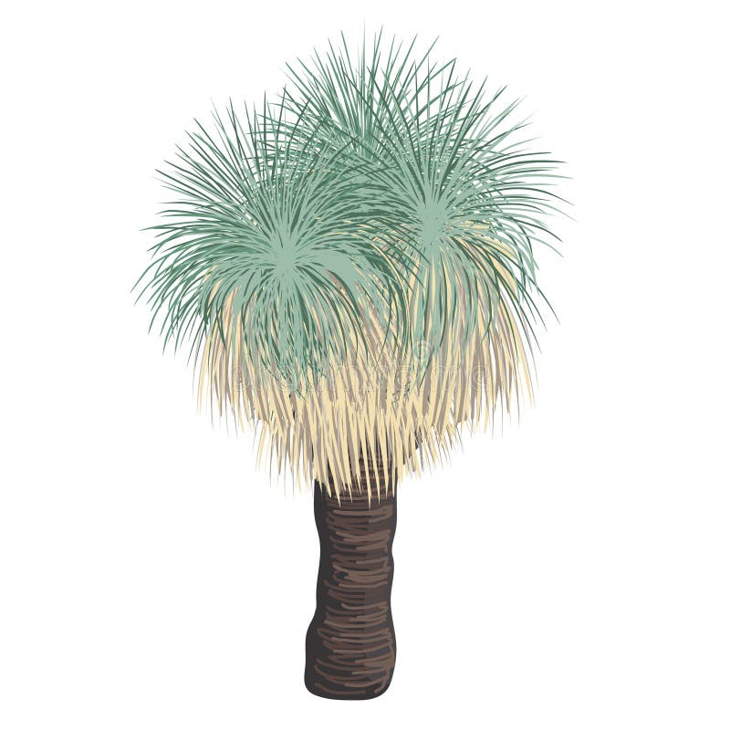 Xanthorrhoea Tree Vector Isolated Illustration. the Grass Tree, Native ...