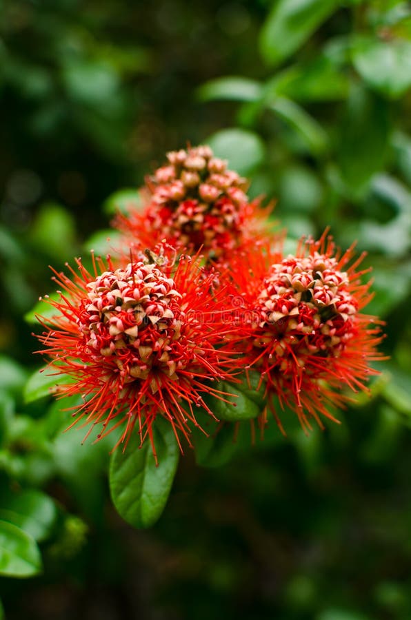 Xanthostemon chrysanthus stock image. Image of penda - 71333045