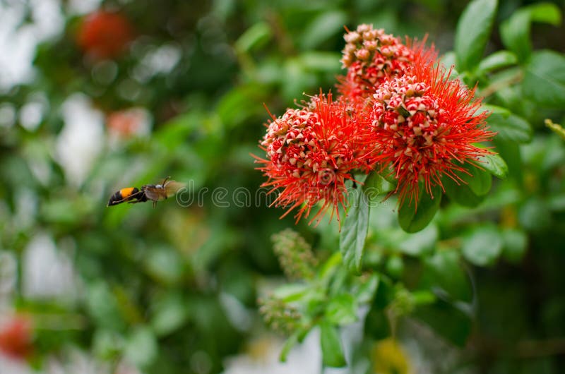 Xanthostemon chrysanthus stock image. Image of brown - 71338677