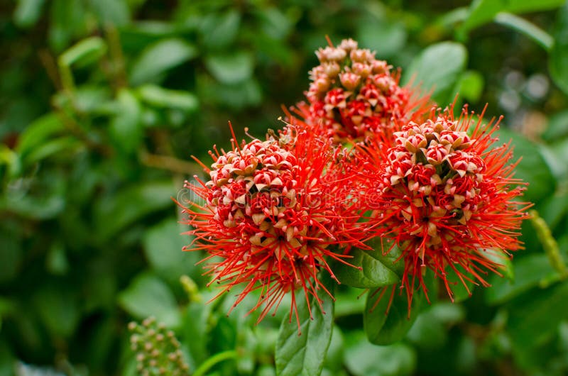 Xanthostemon chrysanthus stock image. Image of myrtaceae - 71345423