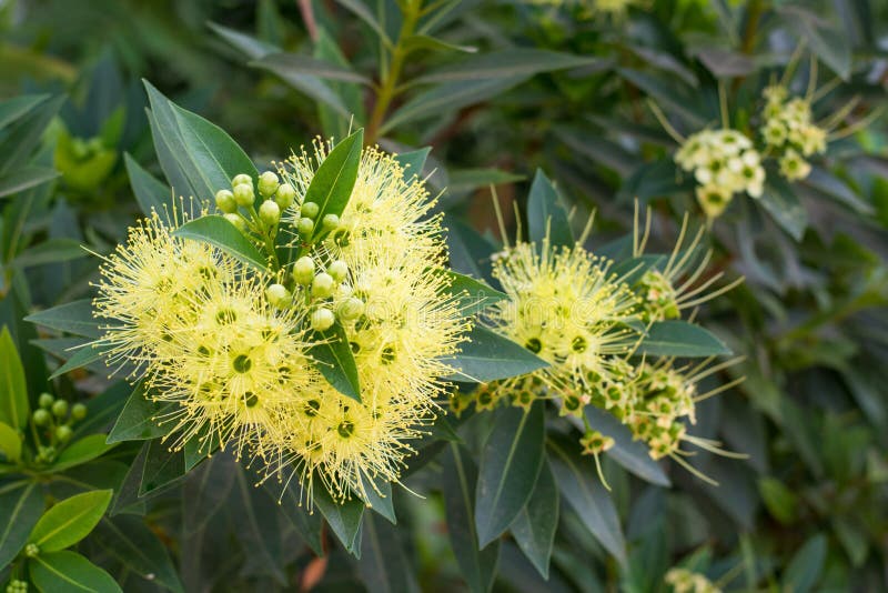 Xanthostemon chrysanthus stock image. Image of garden - 53163173