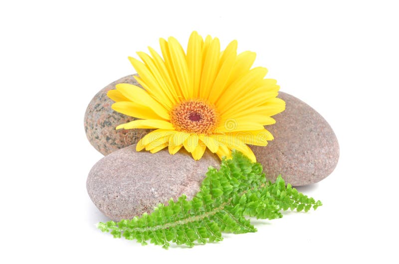 Gerber on the leaf stock image. Image of bloom, macro, leaf - 47483