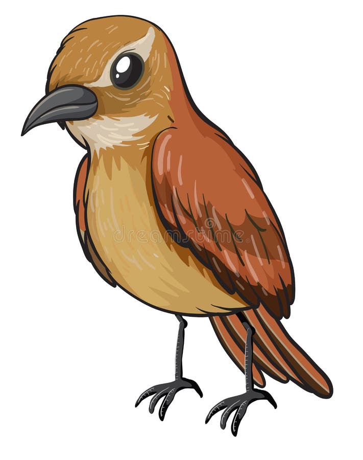 Xenops Vector Clip Art Eps Images 9 Xenops Clipart Vector