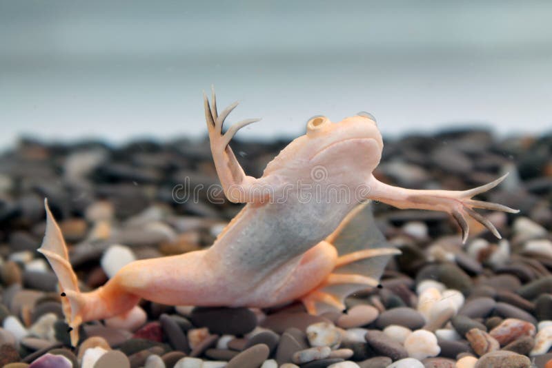 Xenopus Laevis (African Clawed Frog) Stock Image - Image of yellow ...