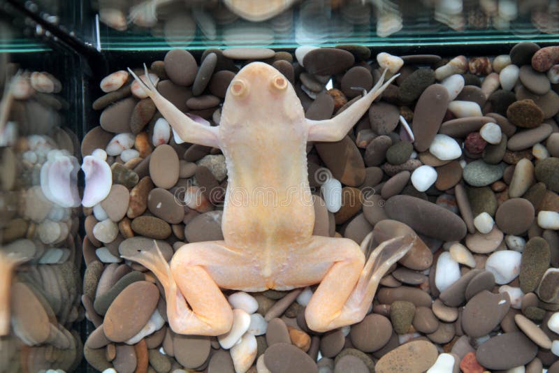 Xenopus Laevis (African Clawed Frog) Stock Image - Image of african ...