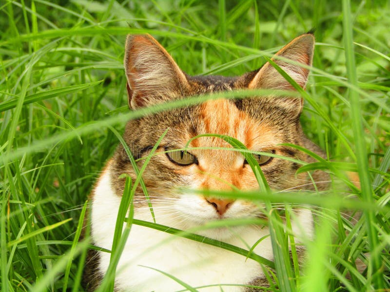 Xereta Stock Photos - Free & Royalty-Free Stock Photos from Dreamstime