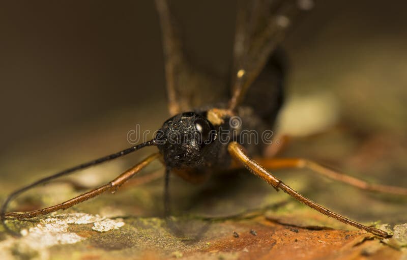 Xeris spectrum stock image. Image of animals, hymenoptera - 20198399