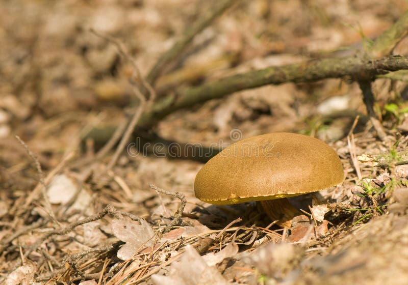 Xerocomus stock image. Image of fungus, organic, countryside - 21088731