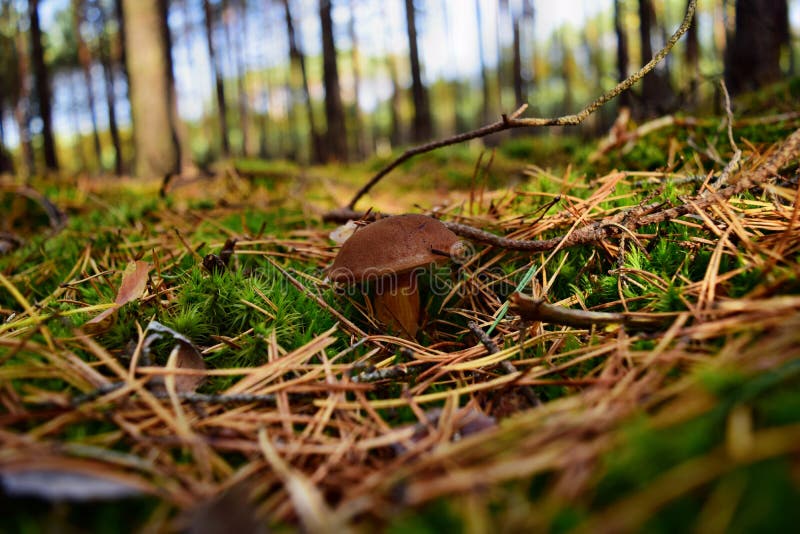Xerocomus Badius Edible Mushroom Stock Image - Image of horizontal ...