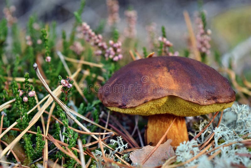 Xerocomus Badius Edible Mushroom Stock Image - Image of growing, fungus ...