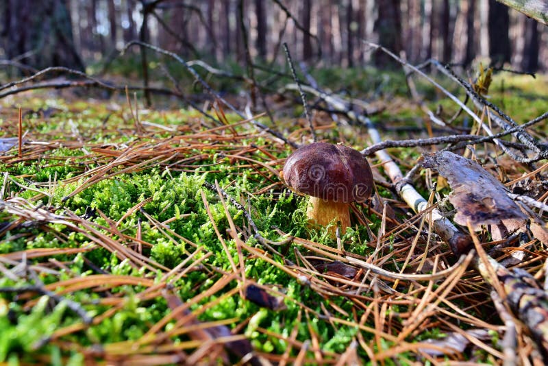 Boletus Badius (Xerocomus Badius) Mushroom Stock Photo - Image of ...