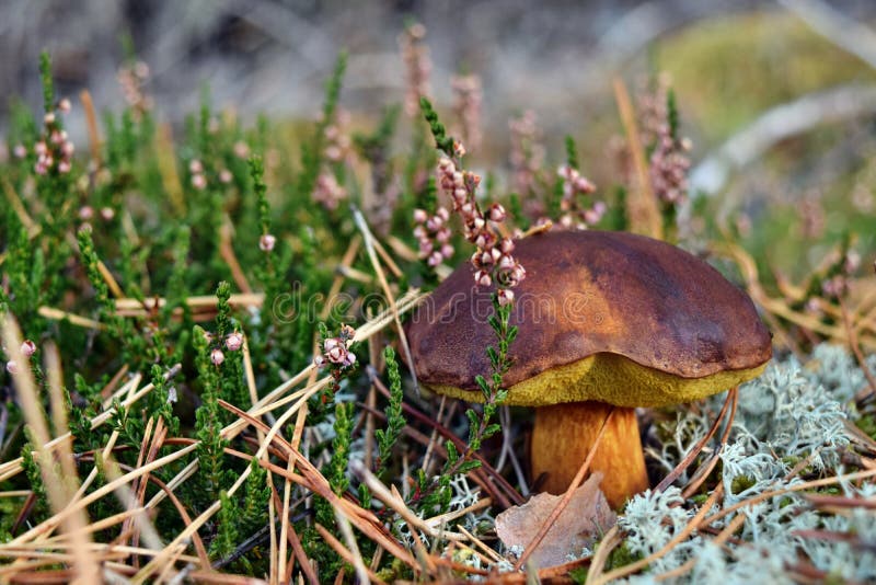 Boletus Badius (Xerocomus Badius) Mushroom Stock Photo - Image of ...
