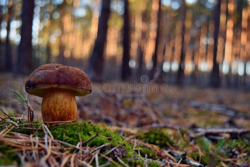Boletus Badius (Xerocomus Badius) Mushroom Stock Photo - Image of ...