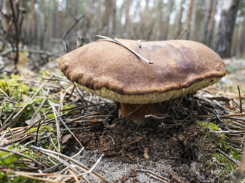 Boletus Badius (Xerocomus Badius) Mushroom Stock Photo - Image of ...