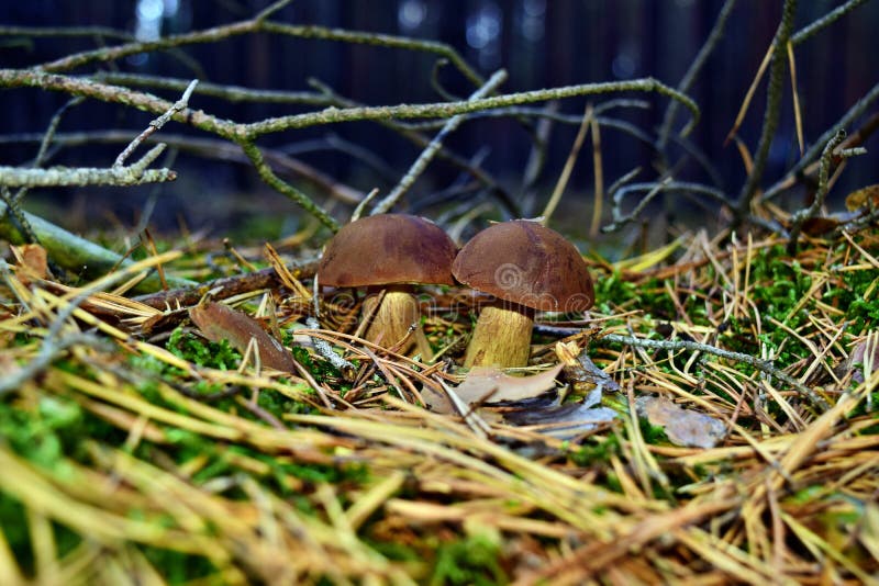 Boletus Badius (Xerocomus Badius) Mushroom Stock Photo - Image of ...