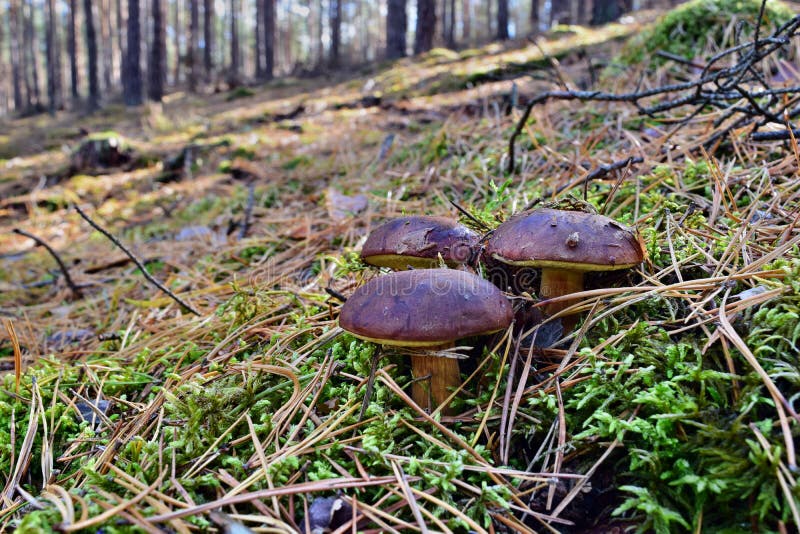 Xerocomus badius mushrooms stock image. Image of badius - 132194137
