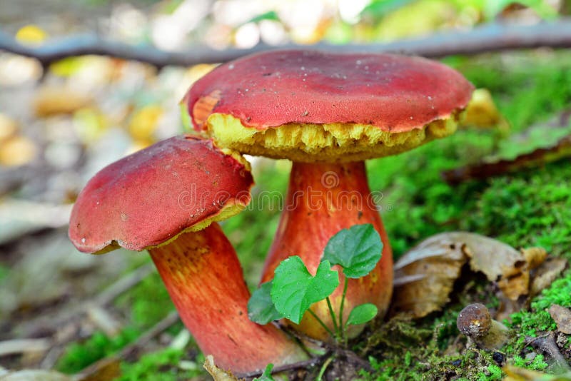 Xerocomus Dryophilus Mushroom Stock Image - Image of mushroom ...