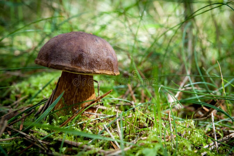 Xerocomus mushroom stock photo. Image of boletus, forest - 18392504