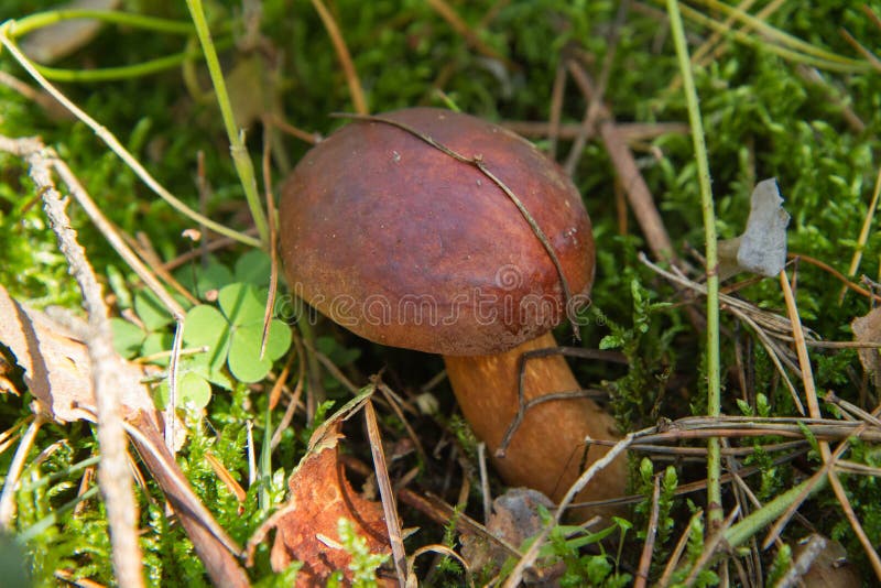 Xerocomus mushroom stock image. Image of food, mushroom - 100210495