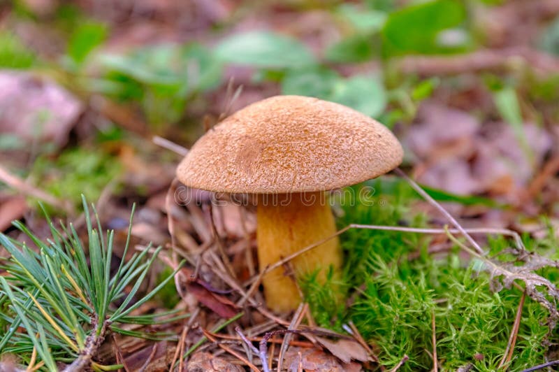 Xerocomus subtomentosus stock image. Image of forest - 44481639