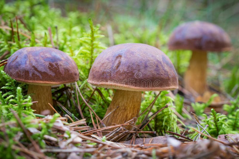 Boletus Badius (Xerocomus Badius) Mushroom Stock Photo - Image of ...