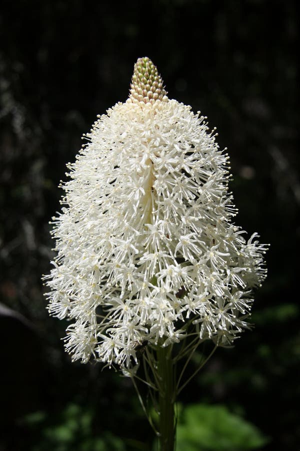 Beargrass Xerophyllum Tenax White Flower on Highline Trail at Logan ...