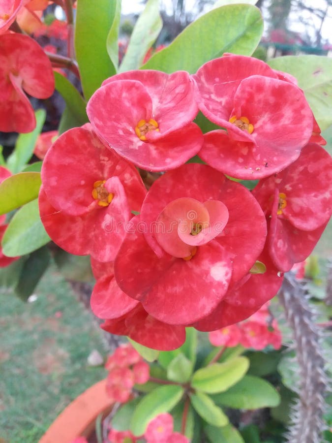 Examples Of Xerophytes Plants