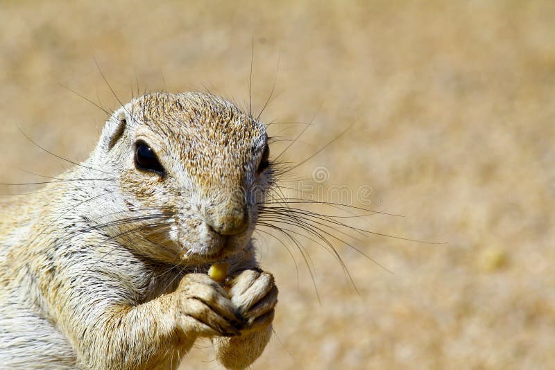 Xerus inauris foto de archivo. Imagen de espeso, socializar - 158065588