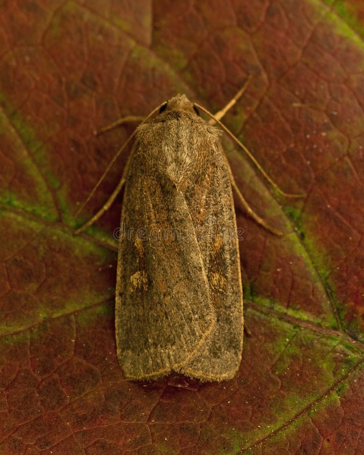 Xestia Xanthographa Square-spot Rustic Stock Image - Image of wild ...