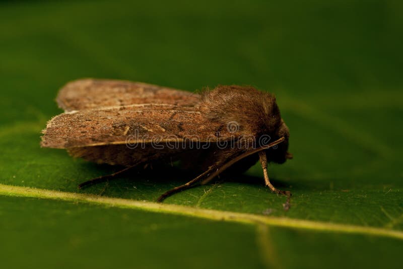 Xestia Xanthographa Square-spot Rustic Stock Photo - Image of closeup ...