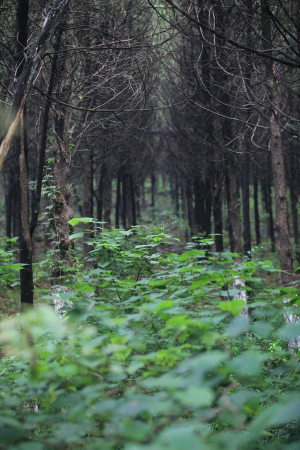 Huaibei Xiangshan Park Stock Photos - Free & Royalty-Free Stock Photos ...