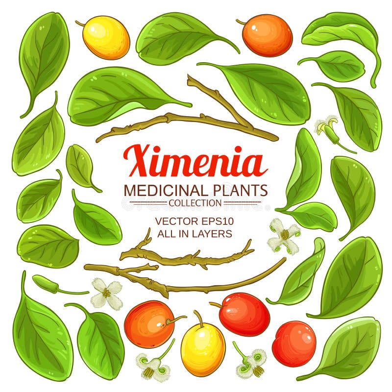 Ximenia with Green Leaves Isolated on White Background, Flat Design ...