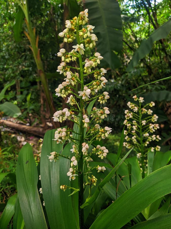 Xiphidium is a Genus of Herbal Plants in the Family Haemodoraceae Stock ...