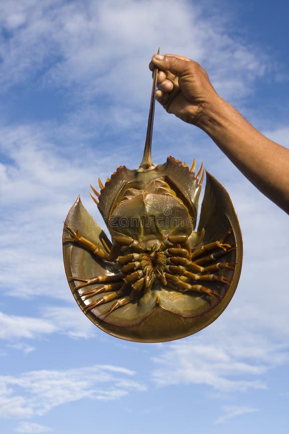 Xiphosura stock image. Image of closeup, hand, food, asian - 14702121