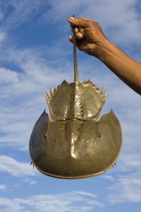 Xiphosura stock photo. Image of closeup, beach, seafood - 14702128