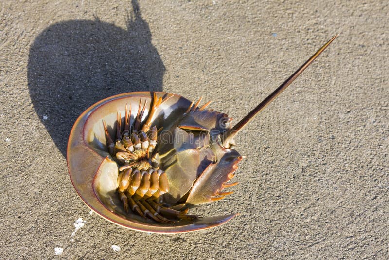 Xiphosura Horseshoe Crab Art | Fine Art America