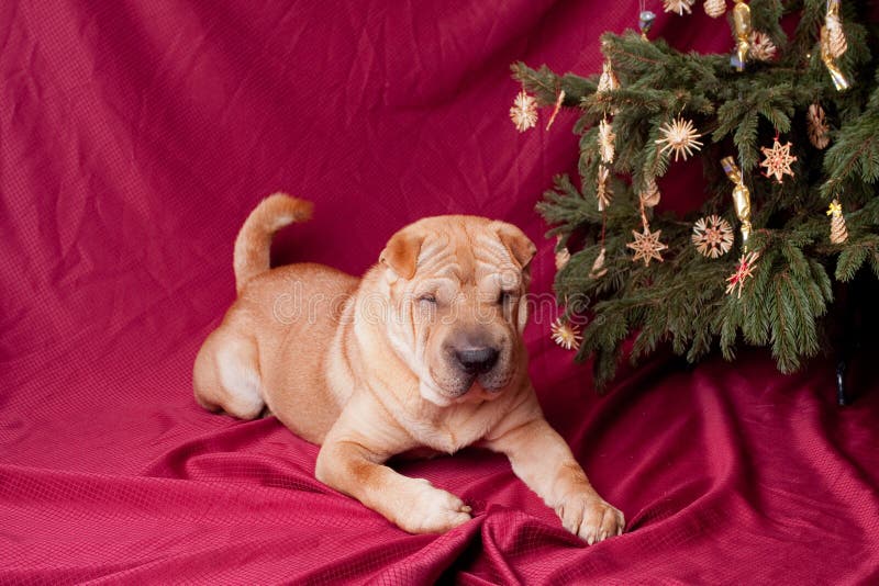 Xmas dog stock photo. Image of decoration, head, holiday - 26958928
