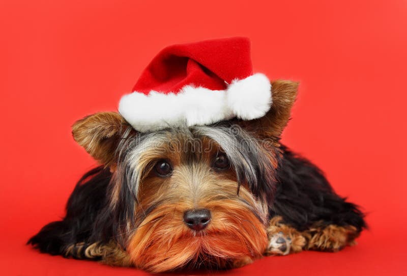 Xmas dog portrait stock image. Image of mammal, beautiful - 6503219