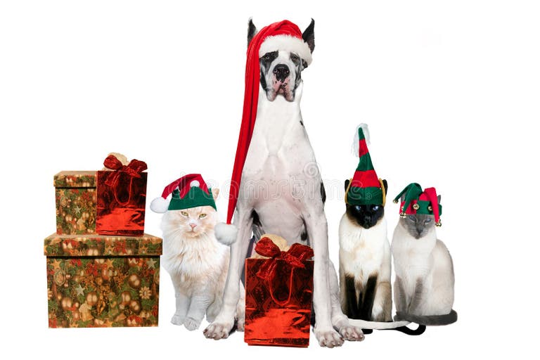 Xmas Gang stock image. Image of feline, together, siamese - 11801395