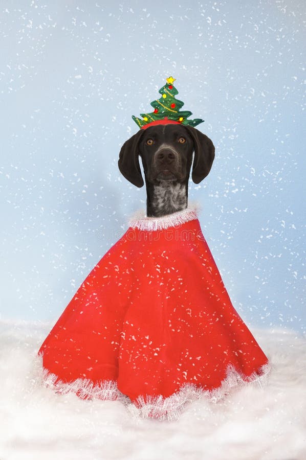 Xmas tree dog stock image. Image of season, dogs, snow - 61577631