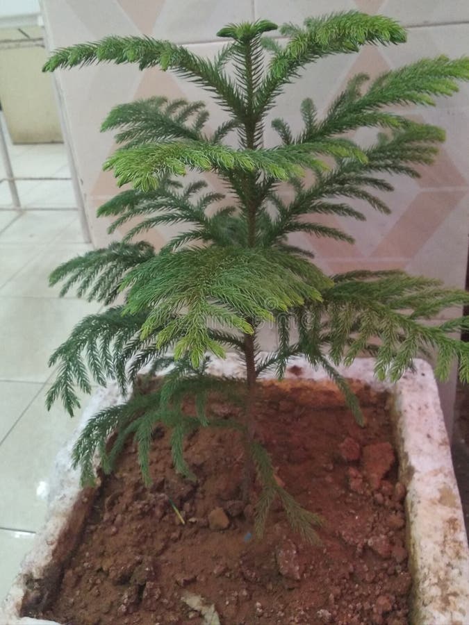 Xmas tree stock image. Image of goog, tree, ideas, atmosphere - 130072599