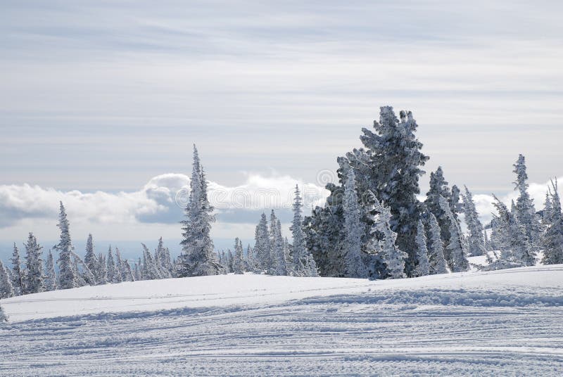 Xmas view stock image. Image of scenery, green, frosty - 11891393